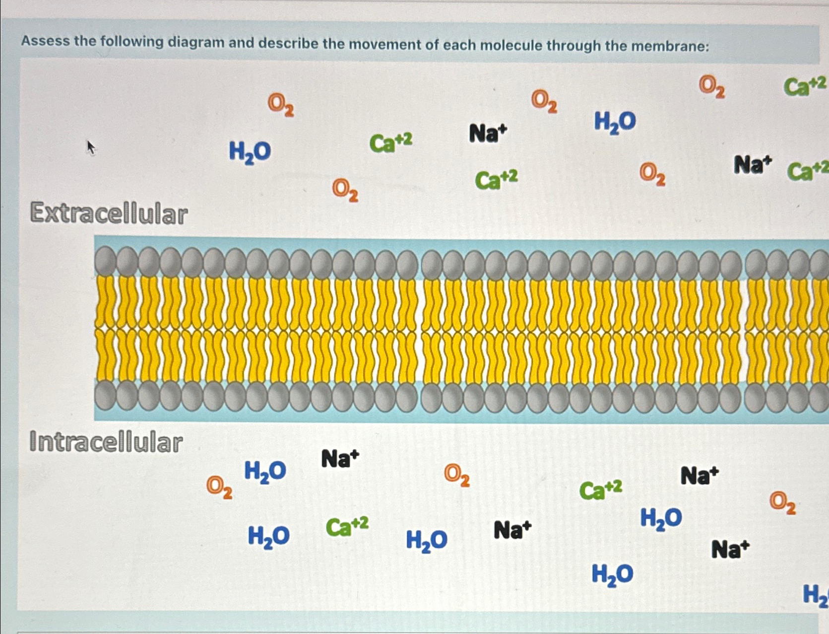 Solved Assess the following diagram and describe the | Chegg.com