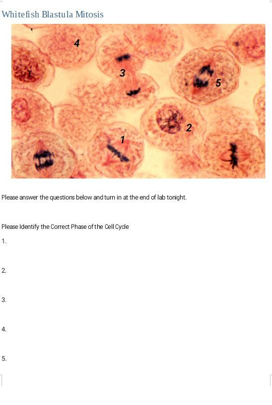 Solved Whitefish Blastula Mitosis 4 3 5 2 Please answer the | Chegg.com