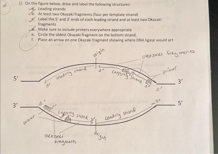 Solved 1) On the figure below, draw and label the following | Chegg.com