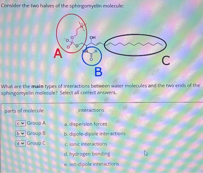 Solved Consider the two halves of the sphingomyelin | Chegg.com