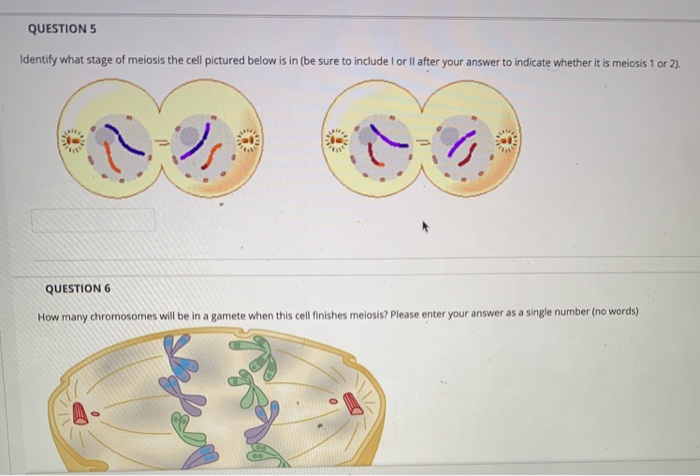 Solved QUESTION 1 Identify what stage of meiosis the cell | Chegg.com
