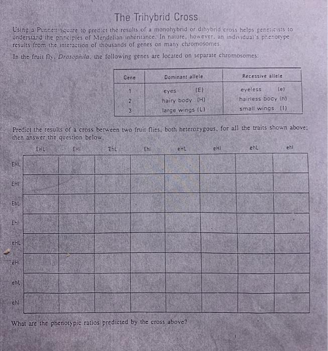 Solved The Trihybrid Cross Using a Purces square to predict | Chegg.com