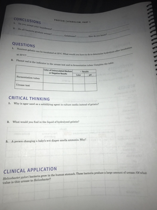Solved 1. Nutrient gelatin enn be incubated at 3C. What | Chegg.com