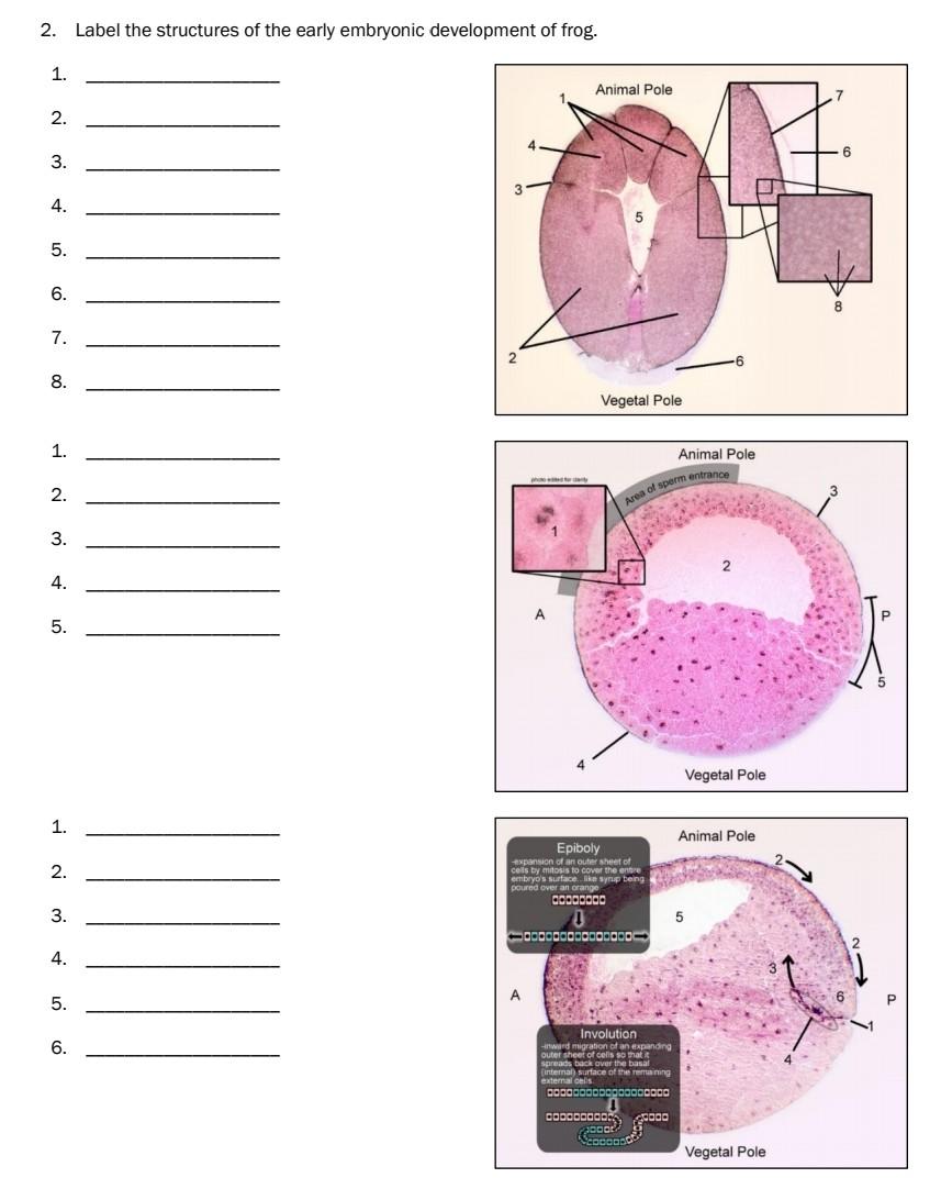 Solved Label the structures of the early embryonic | Chegg.com