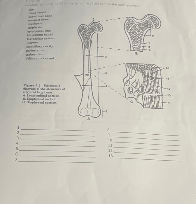 Solved Activities Iabeing wrate the name of the structure of | Chegg.com