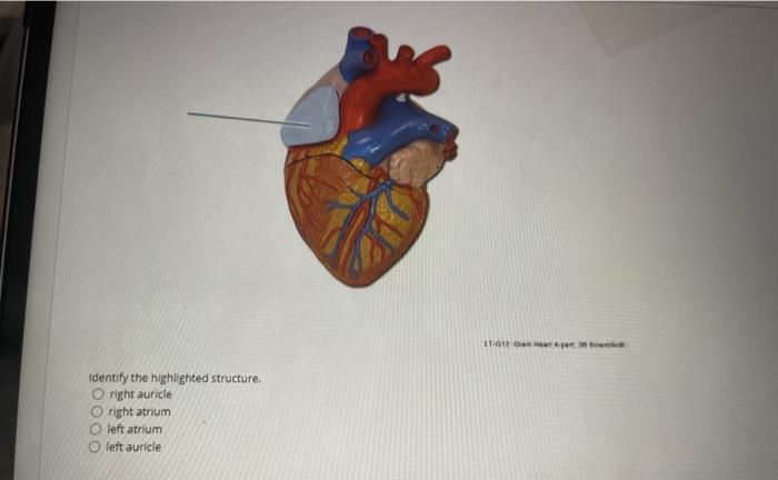 Solved LT-61artat Identify the highlighted structure. Oright | Chegg.com