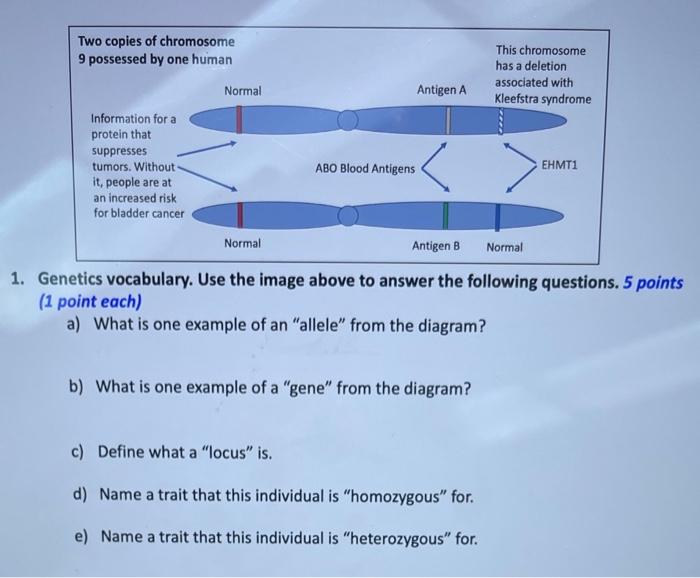 1. Genetics vocabulary. Use the image above to answer | Chegg.com