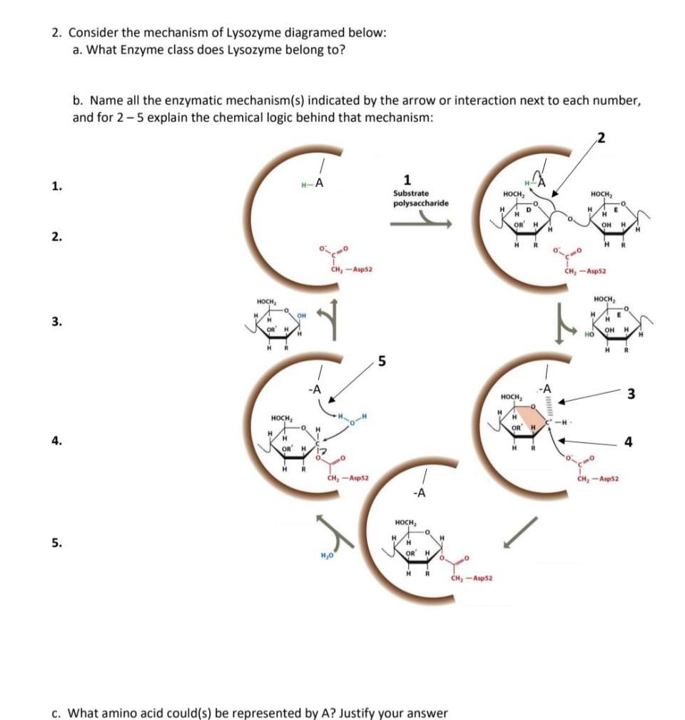 Solved 2. Consider the mechanism of Lysozyme diagramed | Chegg.com