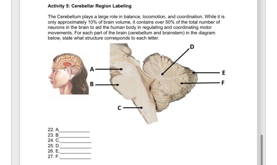 Solved Activity 5: Cerebellar Region LabelingThe Cerebellum | Chegg.com