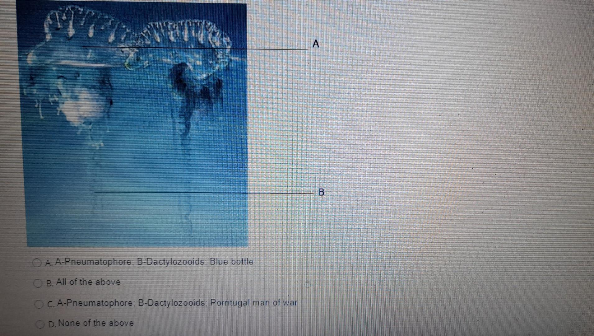 Solved Classify the following organism Phylum Class Genus | Chegg.com