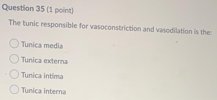 Solved Question 34 (1 point) The tunica interna/intima of a | Chegg.com