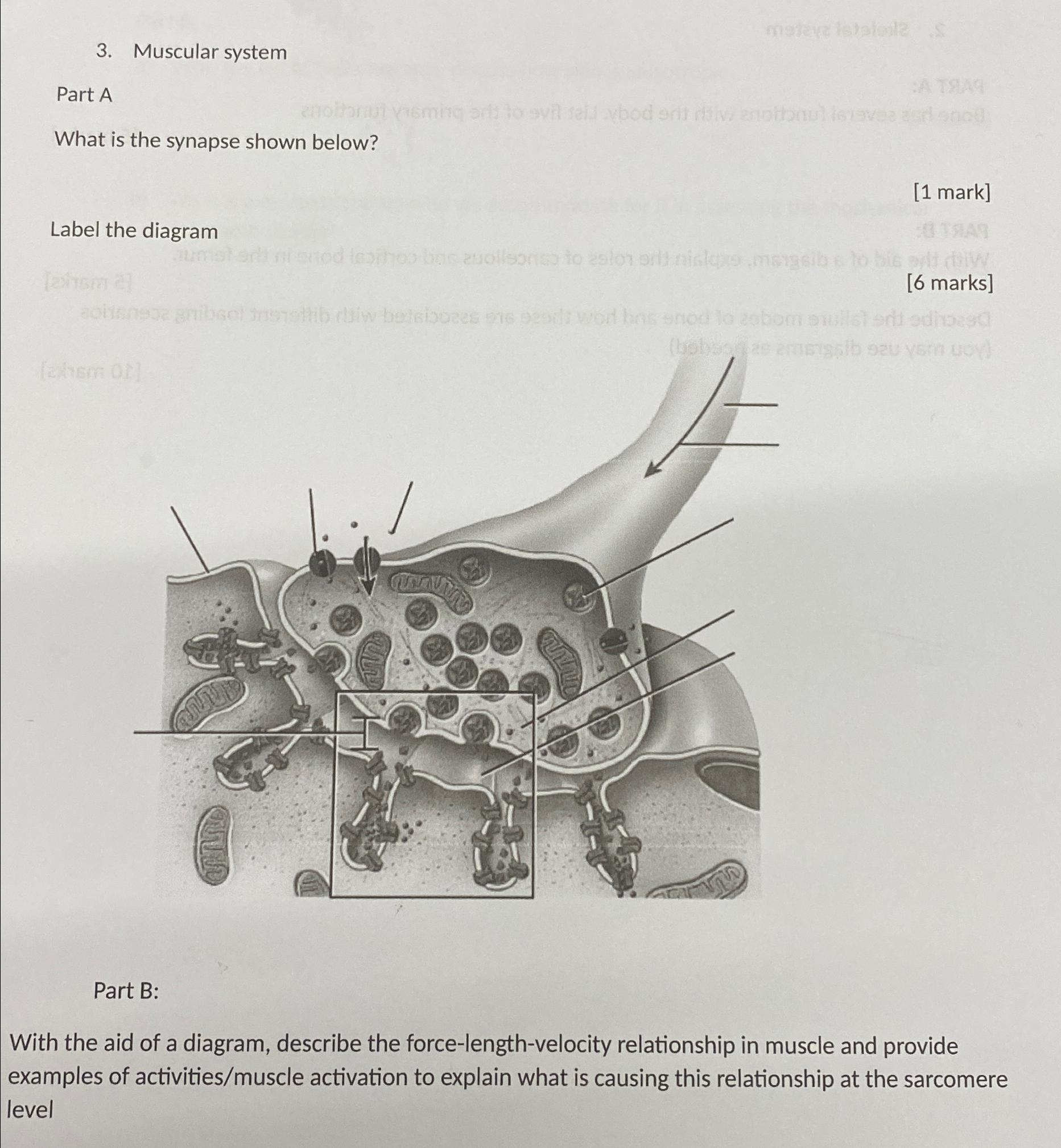 Solved Muscular systemPart AWhat is the synapse shown | Chegg.com