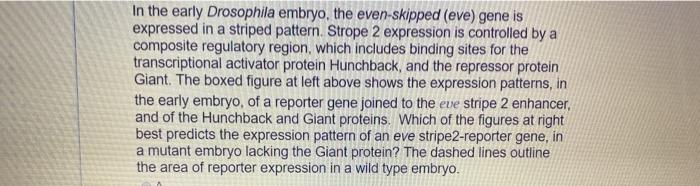 Solved eve stripe 2 reporter A B Hunchback C D Giant E F L | Chegg.com
