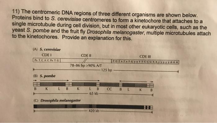 Solved 11) The centromeric DNA regions of three different | Chegg.com