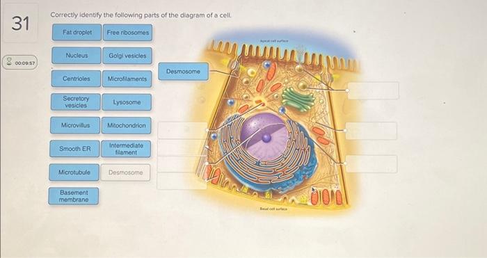 Solved 31 00:09:57 Correctly identify the following parts of | Chegg.com