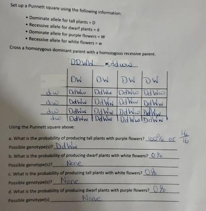 Solved Set up a Punnett square using the following | Chegg.com