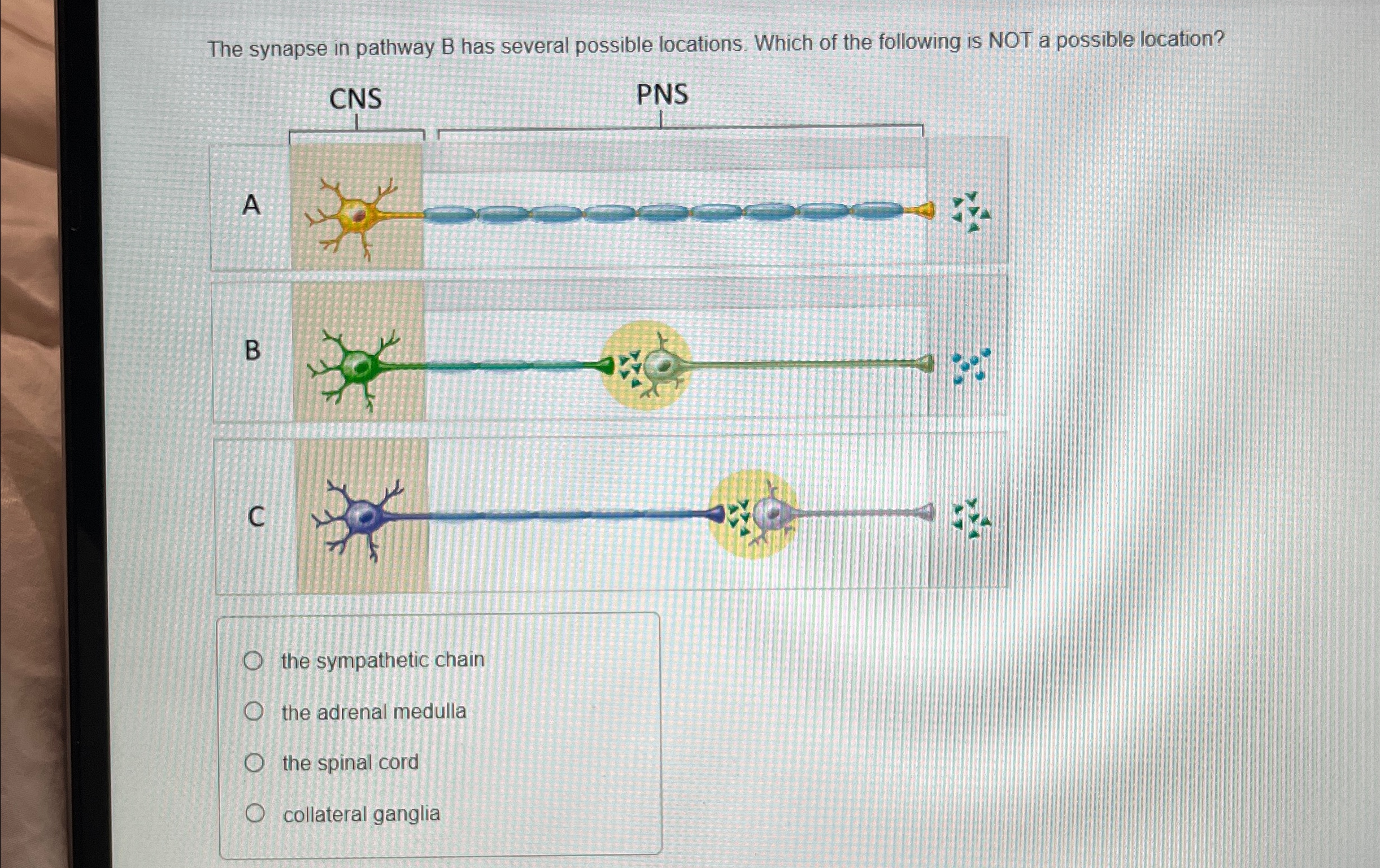 Solved The synapse in pathway B has several possible | Chegg.com