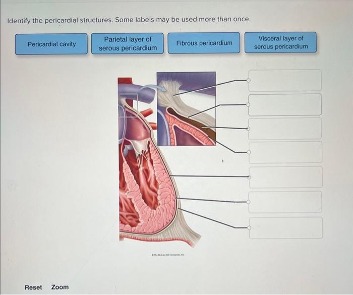 Solved Identify the pericardial structures. Some labels may | Chegg.com