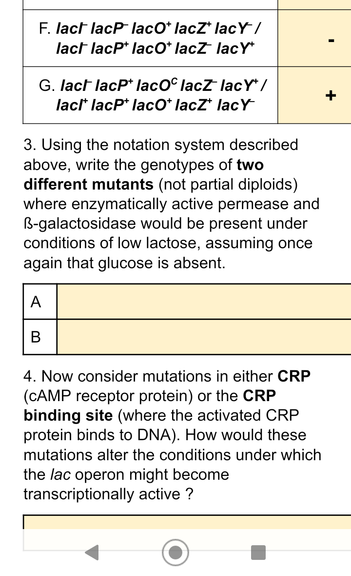 Solved F. lact lacP lacO+ lacZt lacy / lact lacP+ lacO+ lacZ | Chegg.com