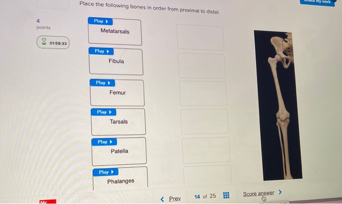 Solved my work Place the following bones in order from | Chegg.com
