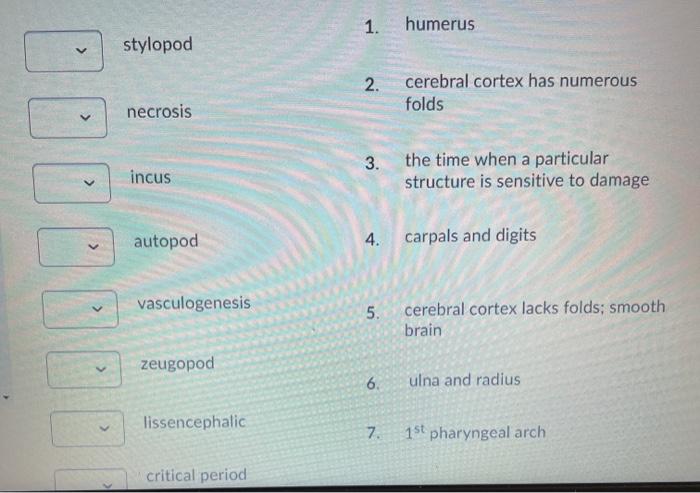 Solved 1. humerus stylopod 2. cerebral cortex has numerous | Chegg.com