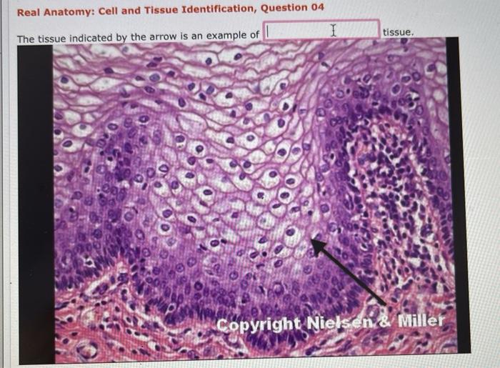 Solved Real Anatomy: Cell and Tissue Identification, | Chegg.com