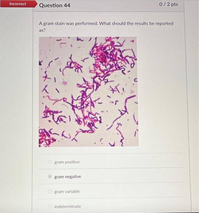 Solved Gram positive cells have what in comparison to gram | Chegg.com