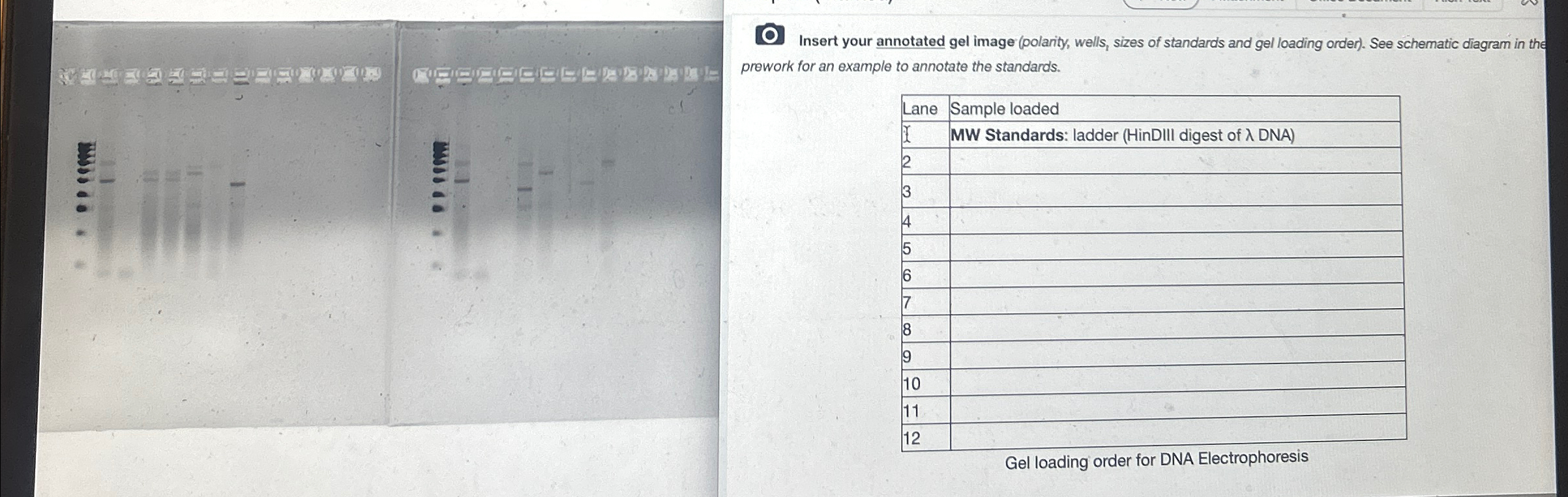 Solved A) ﻿ annotate a gel electrophoresis image with | Chegg.com
