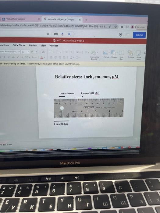 Solved To appreciate the sizes of cells, study the ruler on | Chegg.com