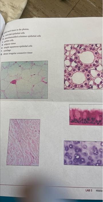Solved Part D: Post-lab Questions 1. List all the epithelial | Chegg.com