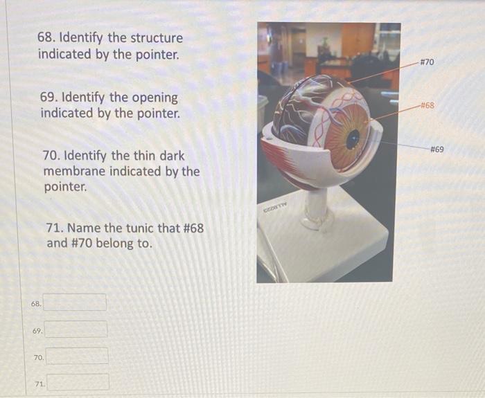 Solved 68. Identify the structure indicated by the pointer. | Chegg.com