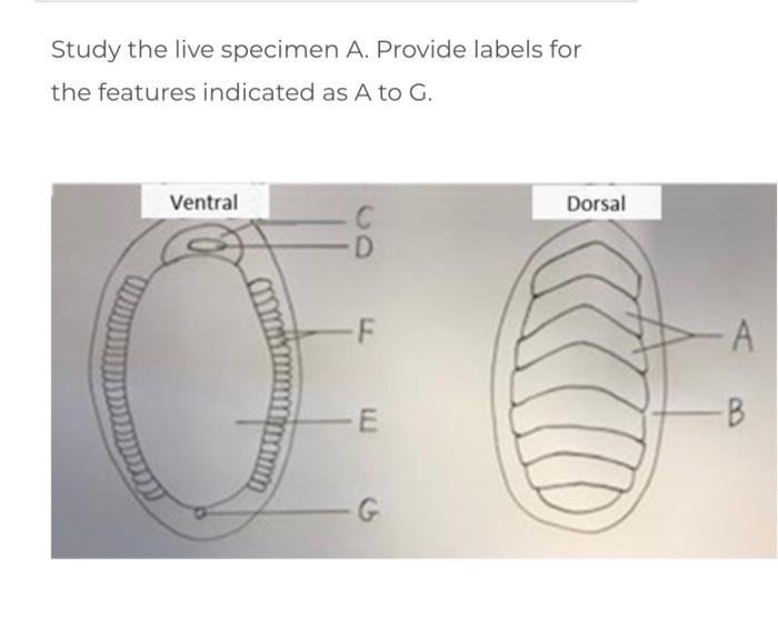 Study the live specimen A. Provide labels for the | Chegg.com