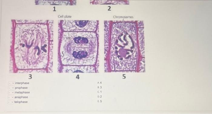 Solved Examine the photomicrographs of miotic plant cells | Chegg.com