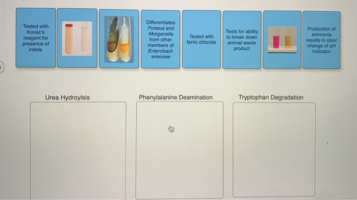 Solved Tested with Kovac's reagent for presence of indole | Chegg.com
