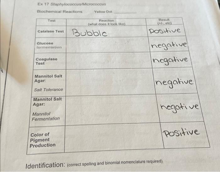 Solved Ex 17 Staphylococcus/Micrococcus Biochemical | Chegg.com