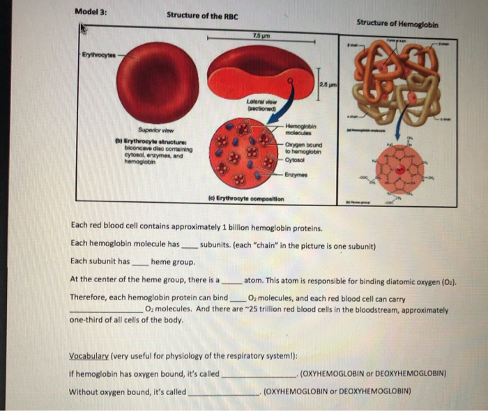 Solved Model 3: Structure of the RBC Structure of Hemoglobin | Chegg.com