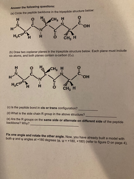 Build a structure of tripeptide, Ala-Ala-Ala, with | Chegg.com