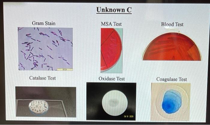 Solved Unknown C Gram Stain MSA Test Blood Test Catalase | Chegg.com