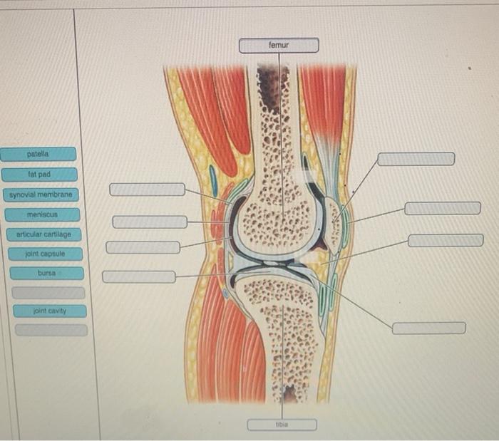 Solved femur patella fat pad synovial membrane meniscus | Chegg.com