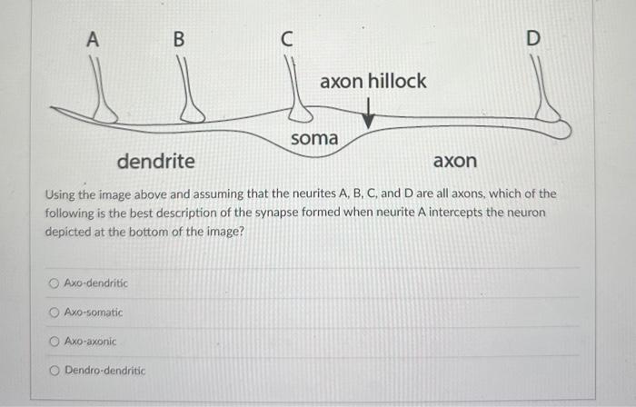 Solved Using the image above and assuming that the neurites | Chegg.com