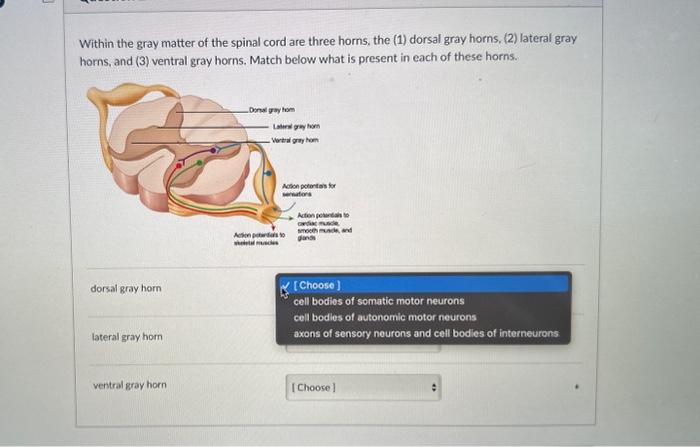Solved Within the gray matter of the spinal cord are three | Chegg.com