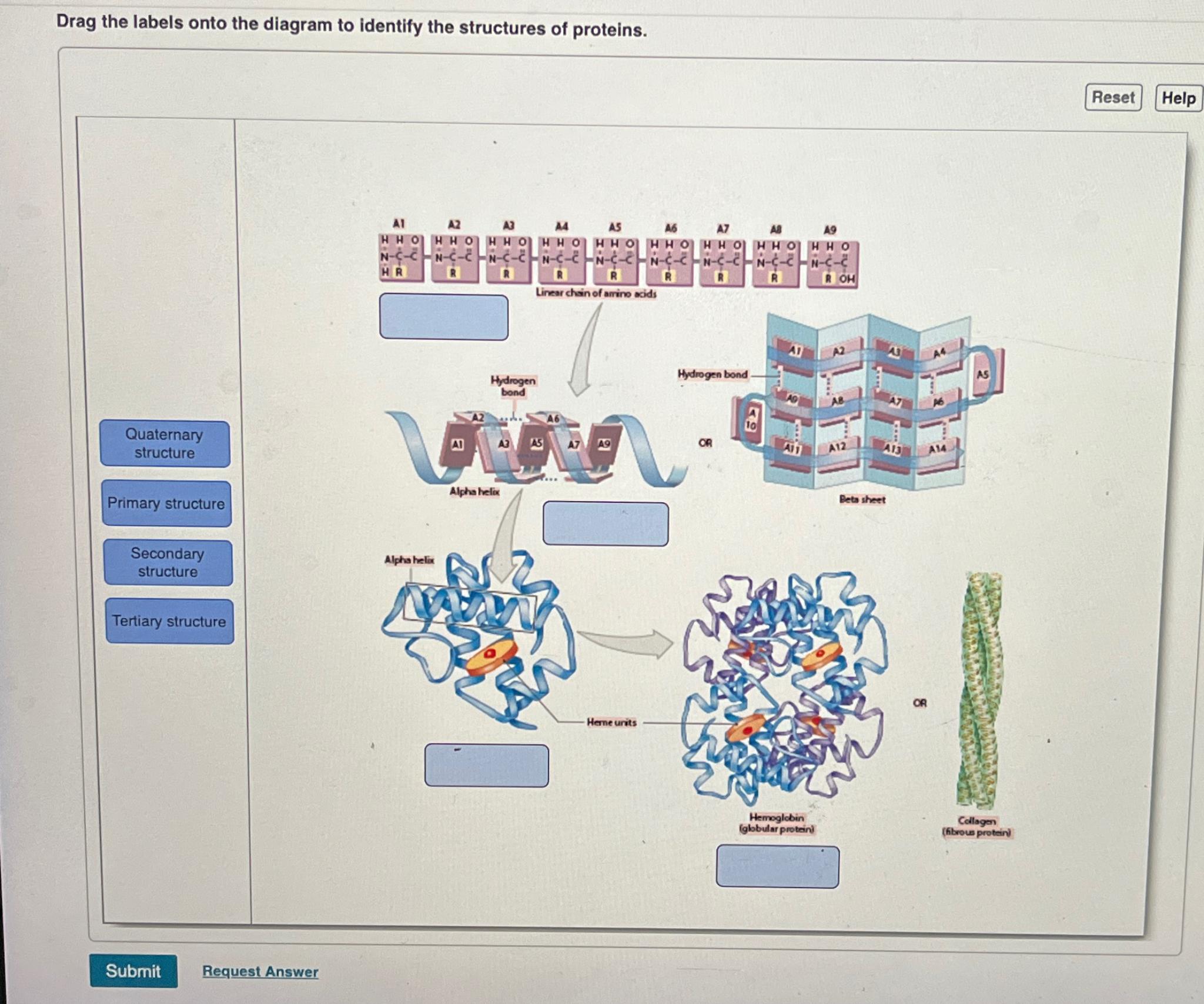 Solved Drag the labels onto the diagram to identify the | Chegg.com