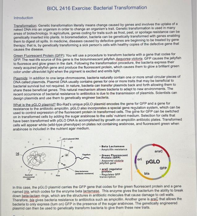 Solved Introduction Transformation: Genetic transformation | Chegg.com