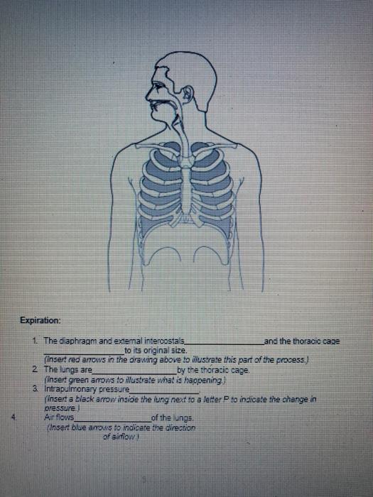 Solved Review the process of inspiration and expiration in | Chegg.com