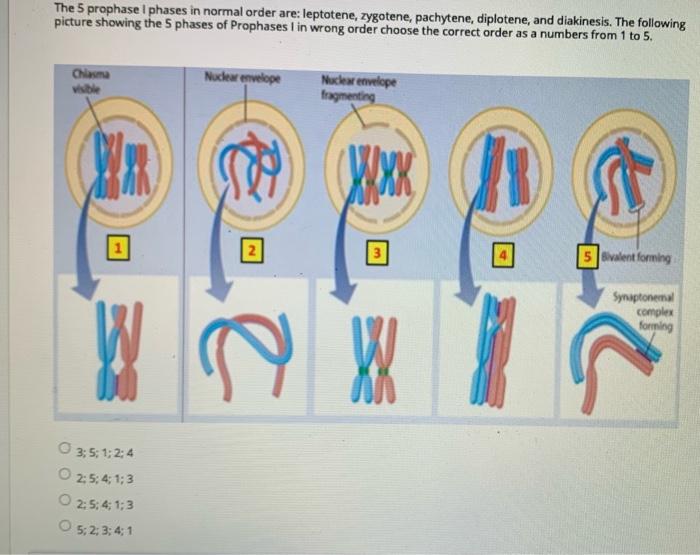 Solved The 5 prophase I phases in normal order are: | Chegg.com