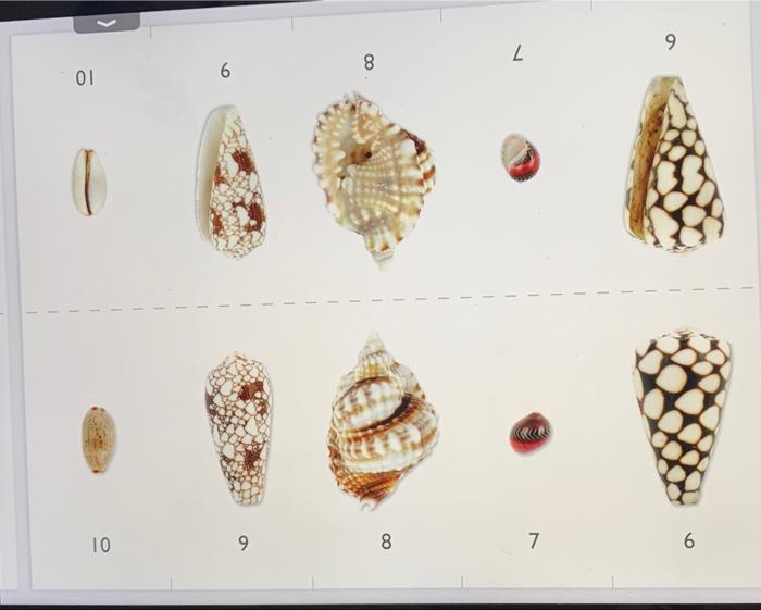 Solved Create a Dichotamous key of sea shells. 2 2 3 3 4 4 | Chegg.com