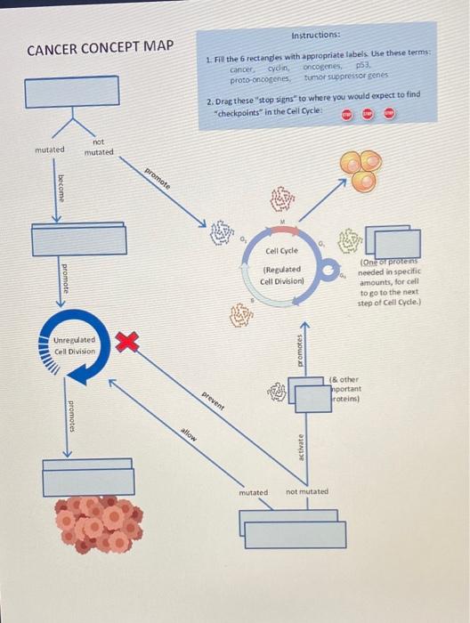 Solved Instructions: CANCER CONCEPT MAP 1. Fill the 6 | Chegg.com