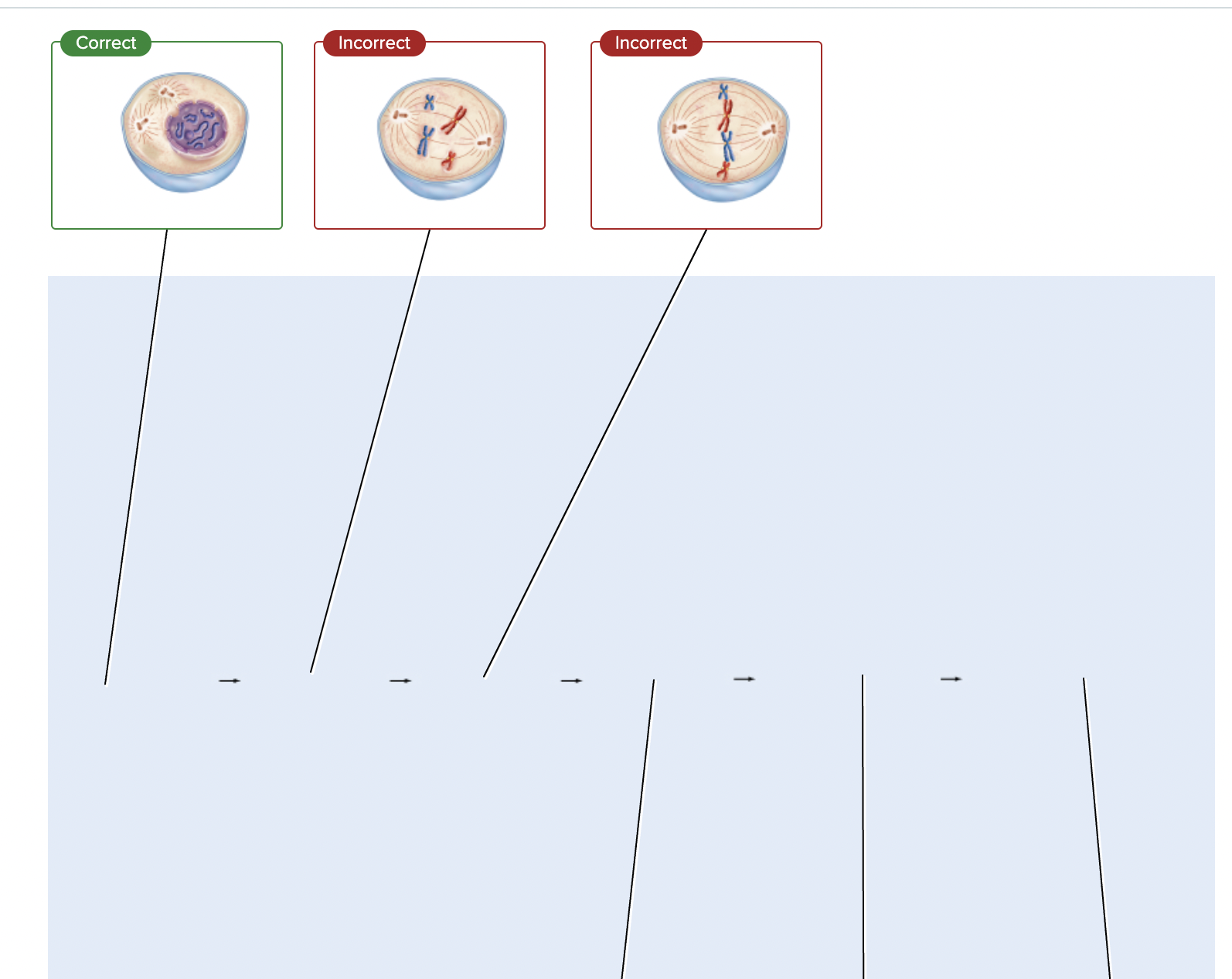 [Solved]: Place the images in the correct order of stages o