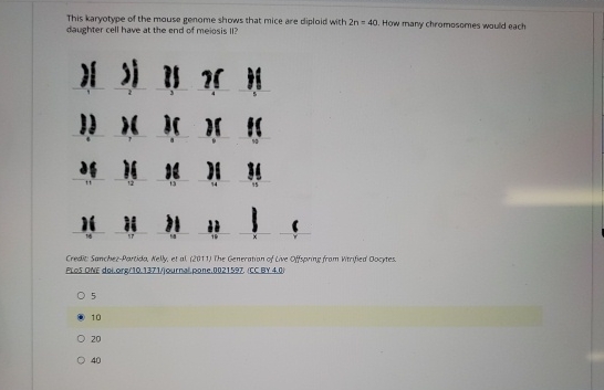 Solved This karyotype of the mouse genome shows that mice | Chegg.com