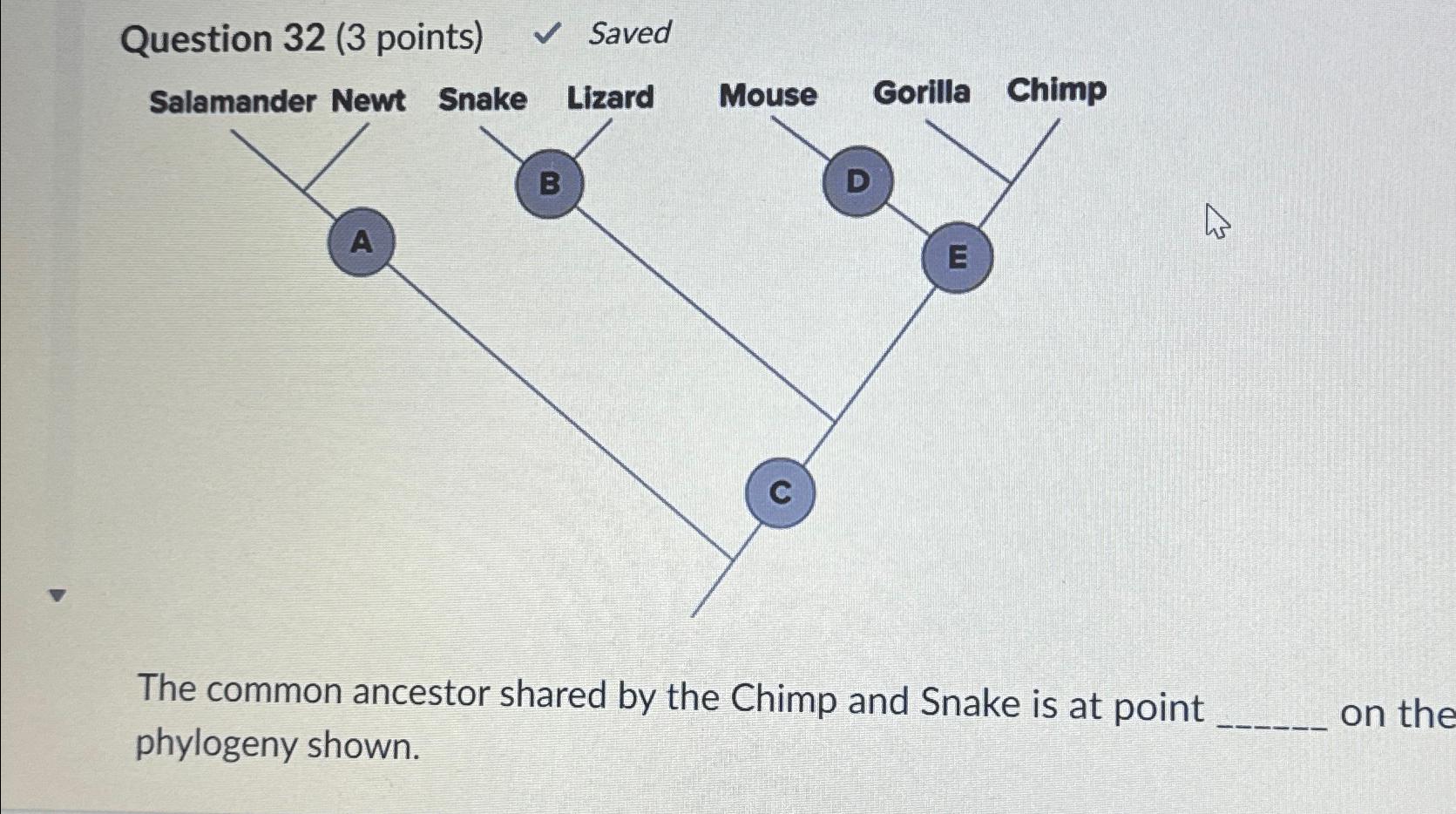 Solved Question 32 (3 ﻿points)Salamander | Chegg.com